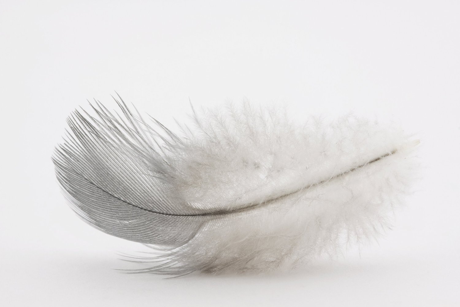 White Goose Feather Duvet - Down Feather Healthy Bedding Inc. White Goose Feather Duvet - Down Feather Healthy Bedding Inc.